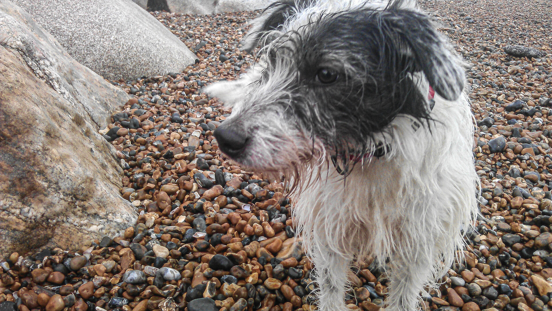 brighton.dog (@brightondog@mastodon.cloud) - mastodon.cloud