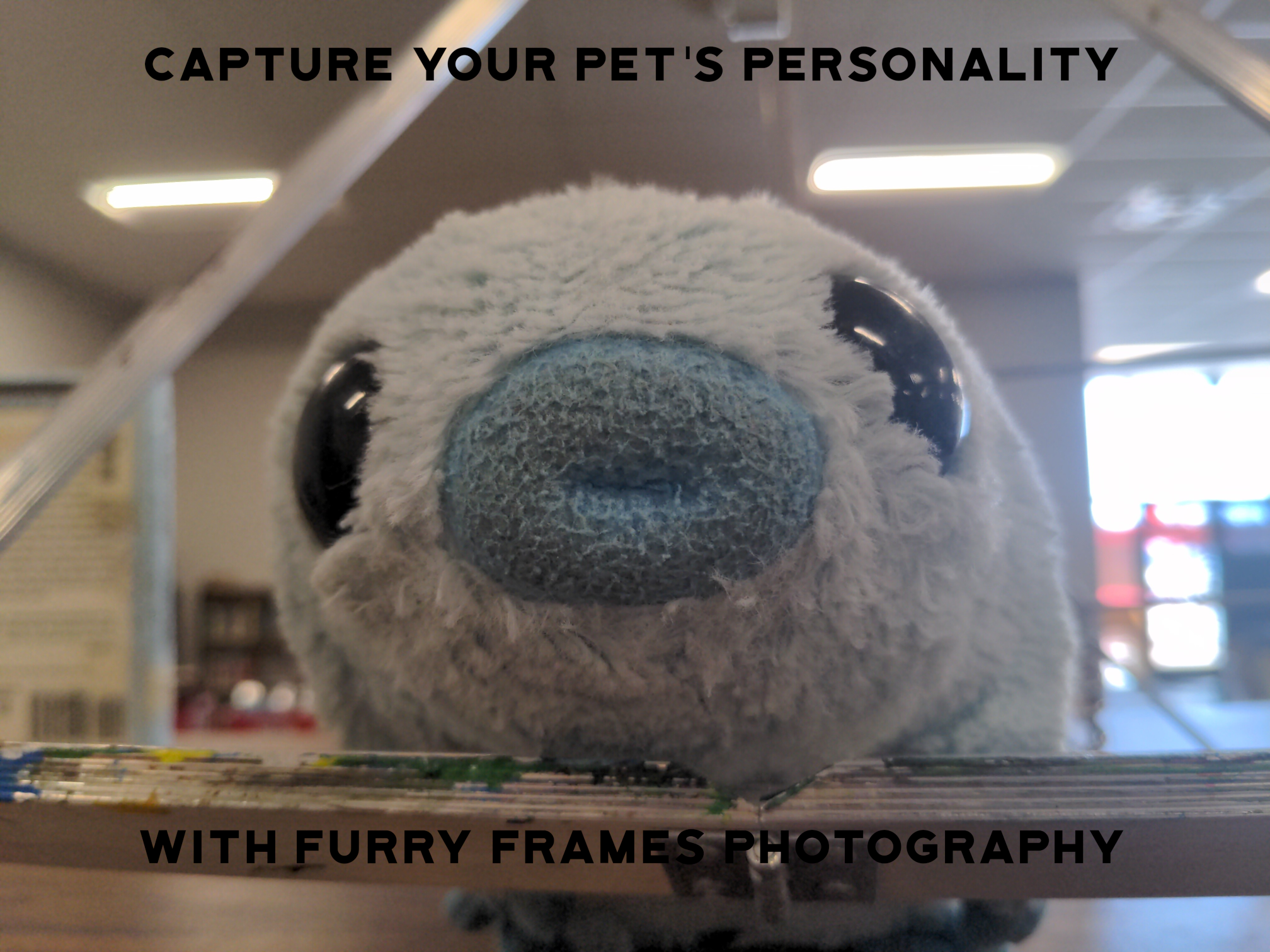 Furry Frames Pet Photography (@furryframes@mastodon.social) - Mastodon