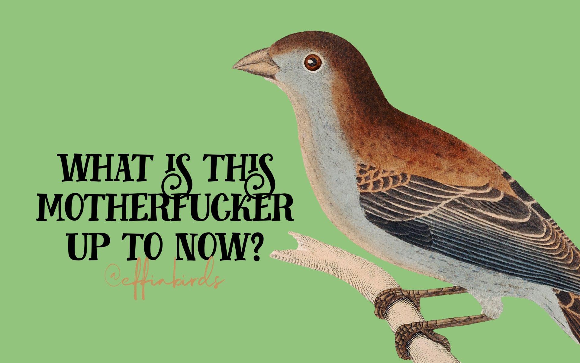 Effin' Birds (@effinbirds@mastodon.social) - Mastodon