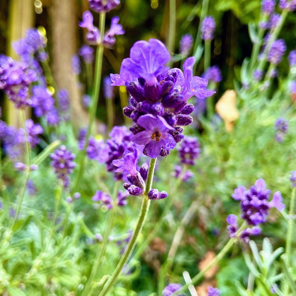 When Will My Lavender Bloom