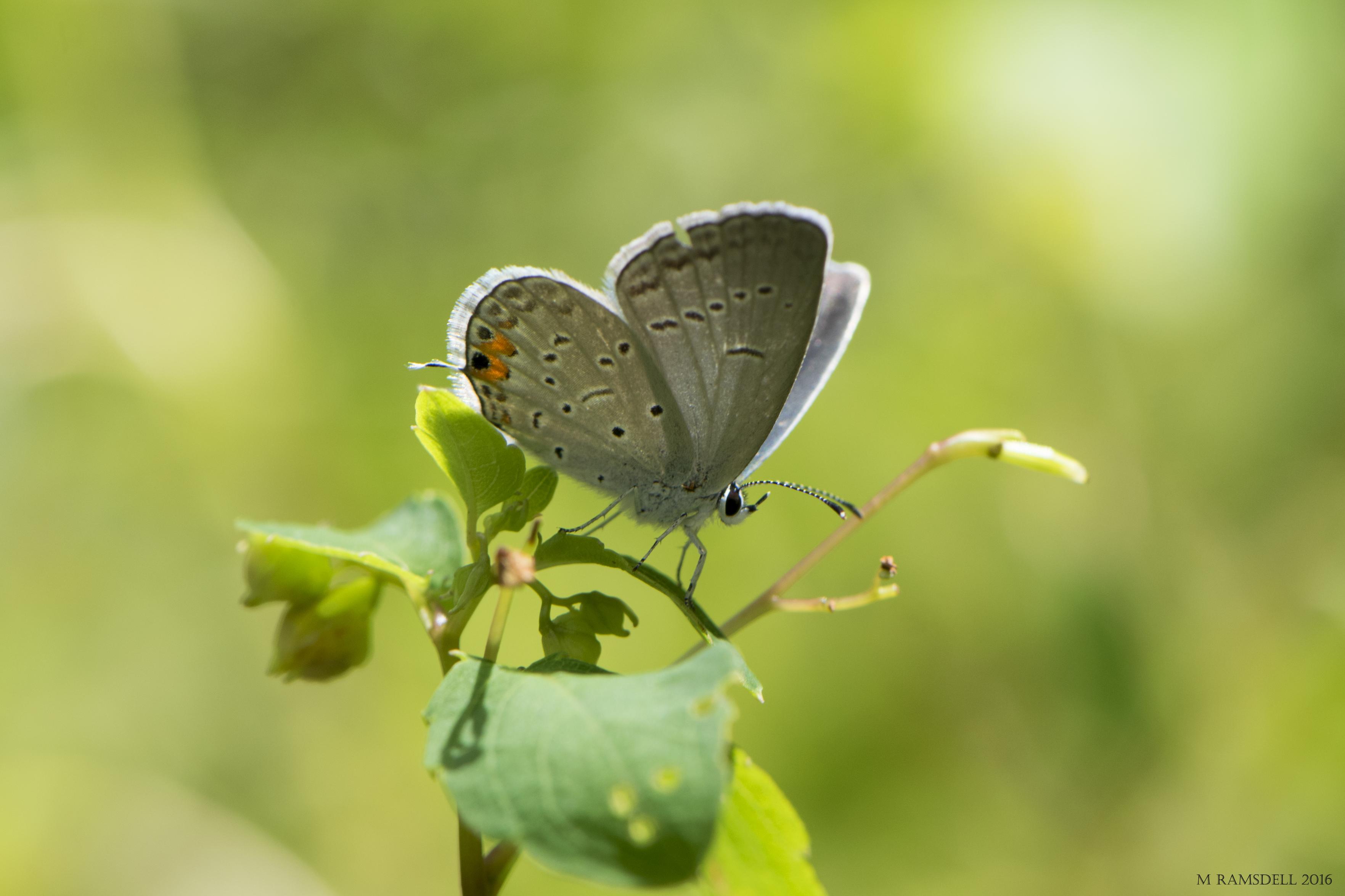 Michael Ramsdell: "Grey hairstreak butterfly (Strymon melinus) Butte ...