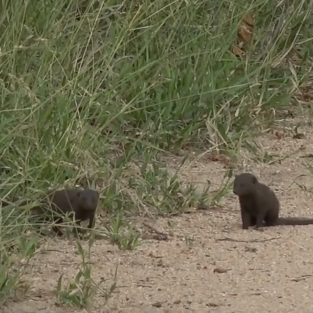 Wonder of Science: "Dwarf mongoose plays dead for hornbill. Video cr ...