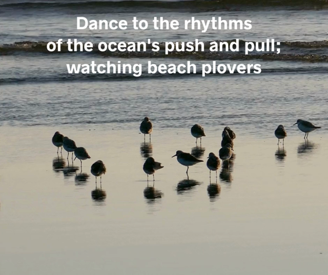 dogtrax: "@dailyhaikuprompt@mastodon.world Dance to the r…" - Mastodon