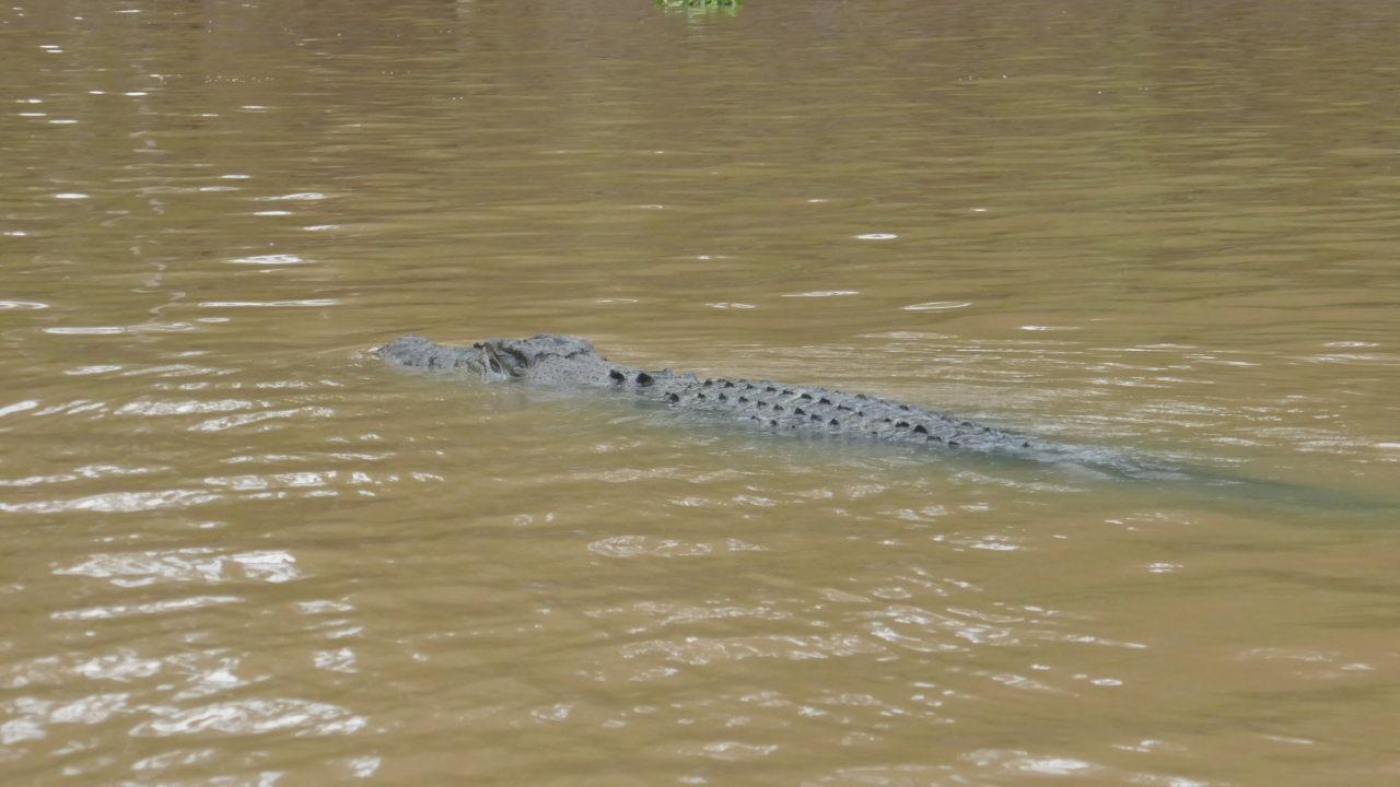 Abhijit Menon-Sen: "A saltwater crocodile (Crocodylus porosus) in the ...